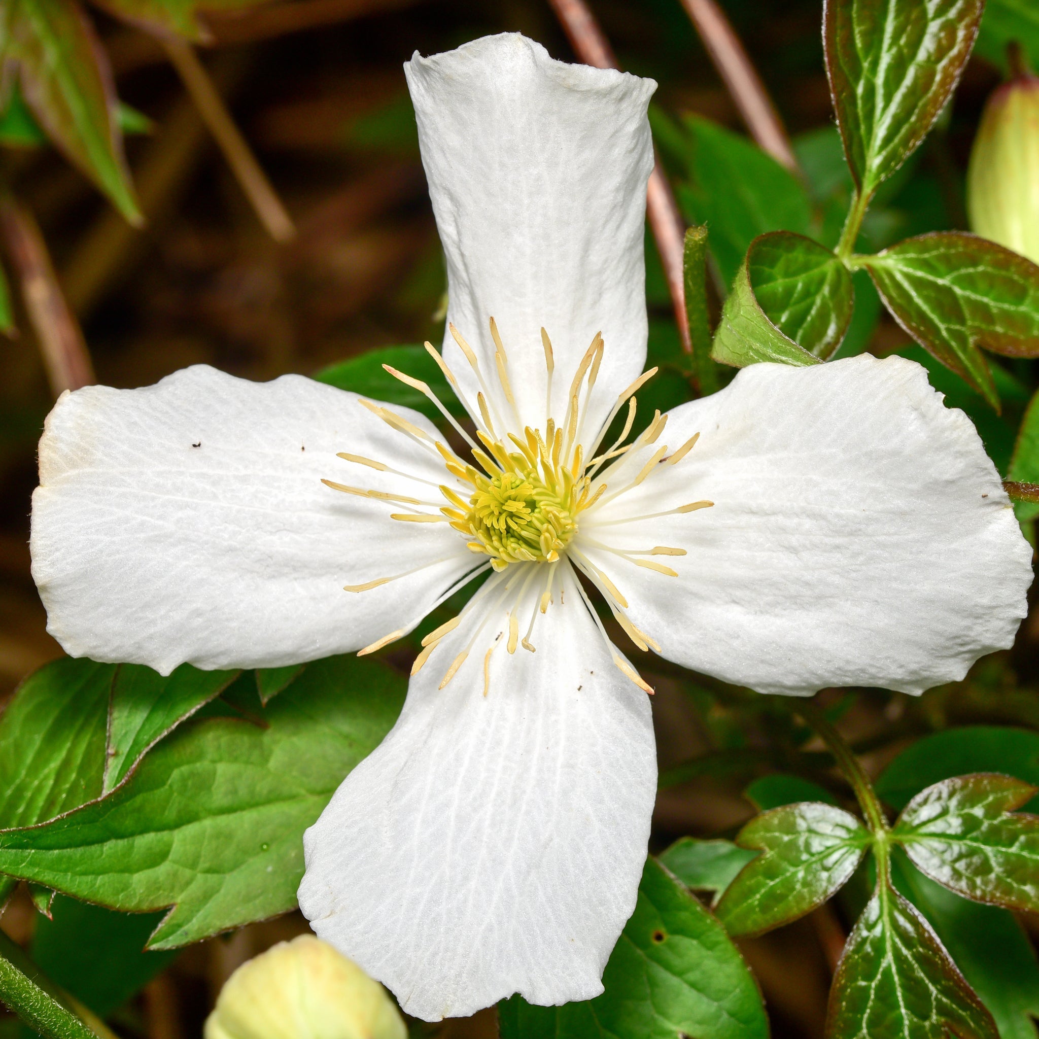 Clematis montana var. Wilsonii 60cm – LavenderWorld